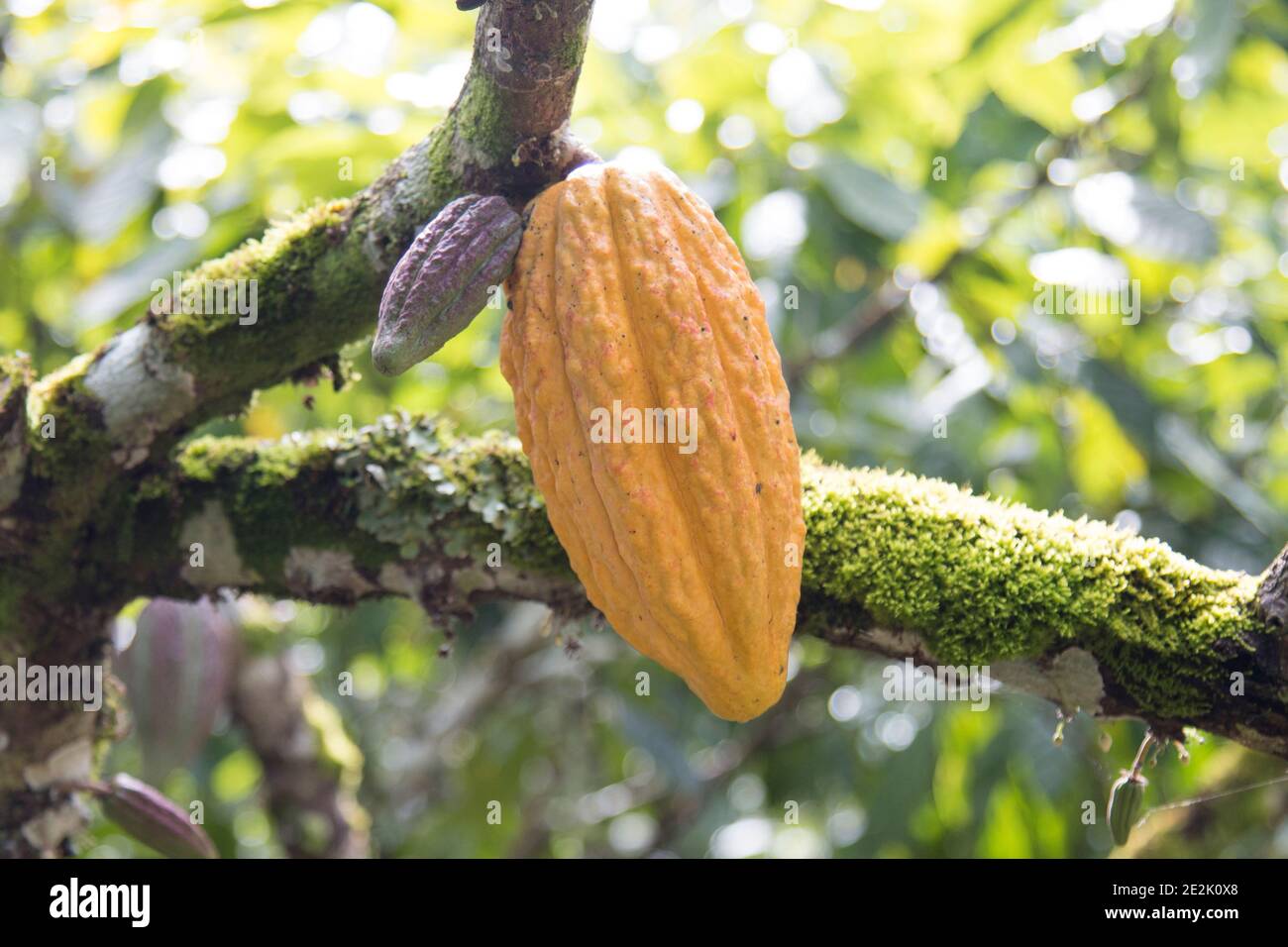 Yellow cocoa fruit in the plantation Stock Photo - Alamy