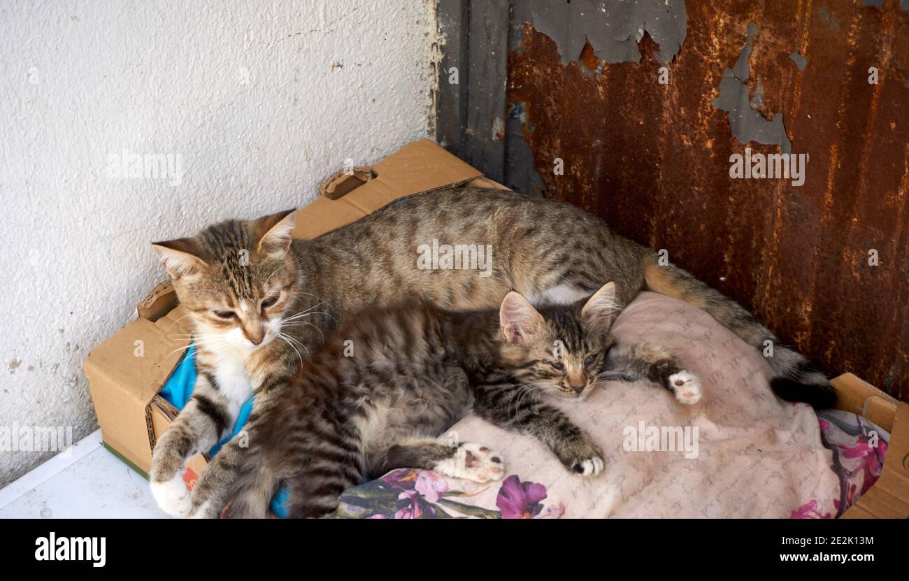 Cats in the street hi-res stock photography and images - Alamy
