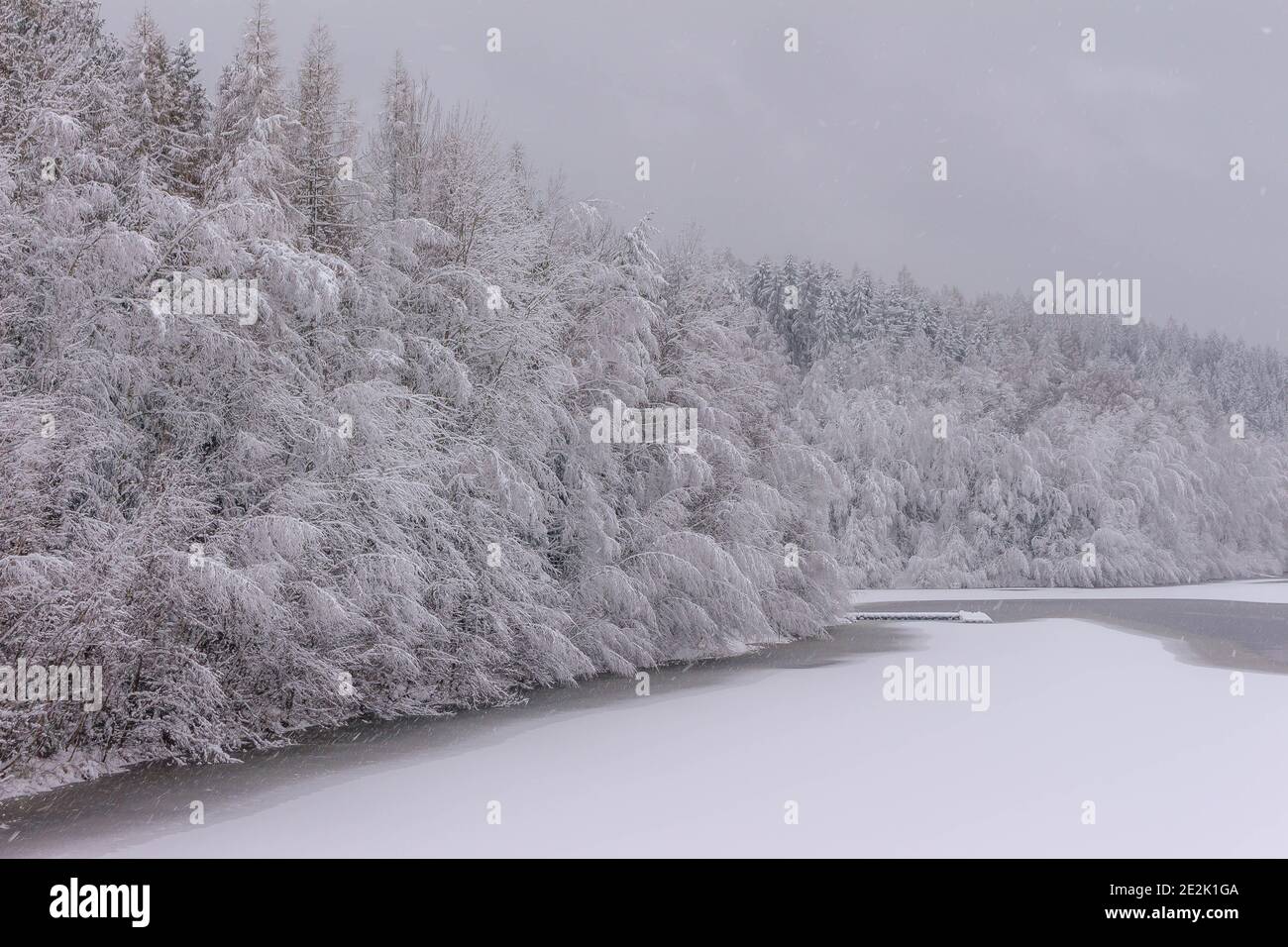 frozen trees along a frozen lake in winter outside Stock Photo - Alamy