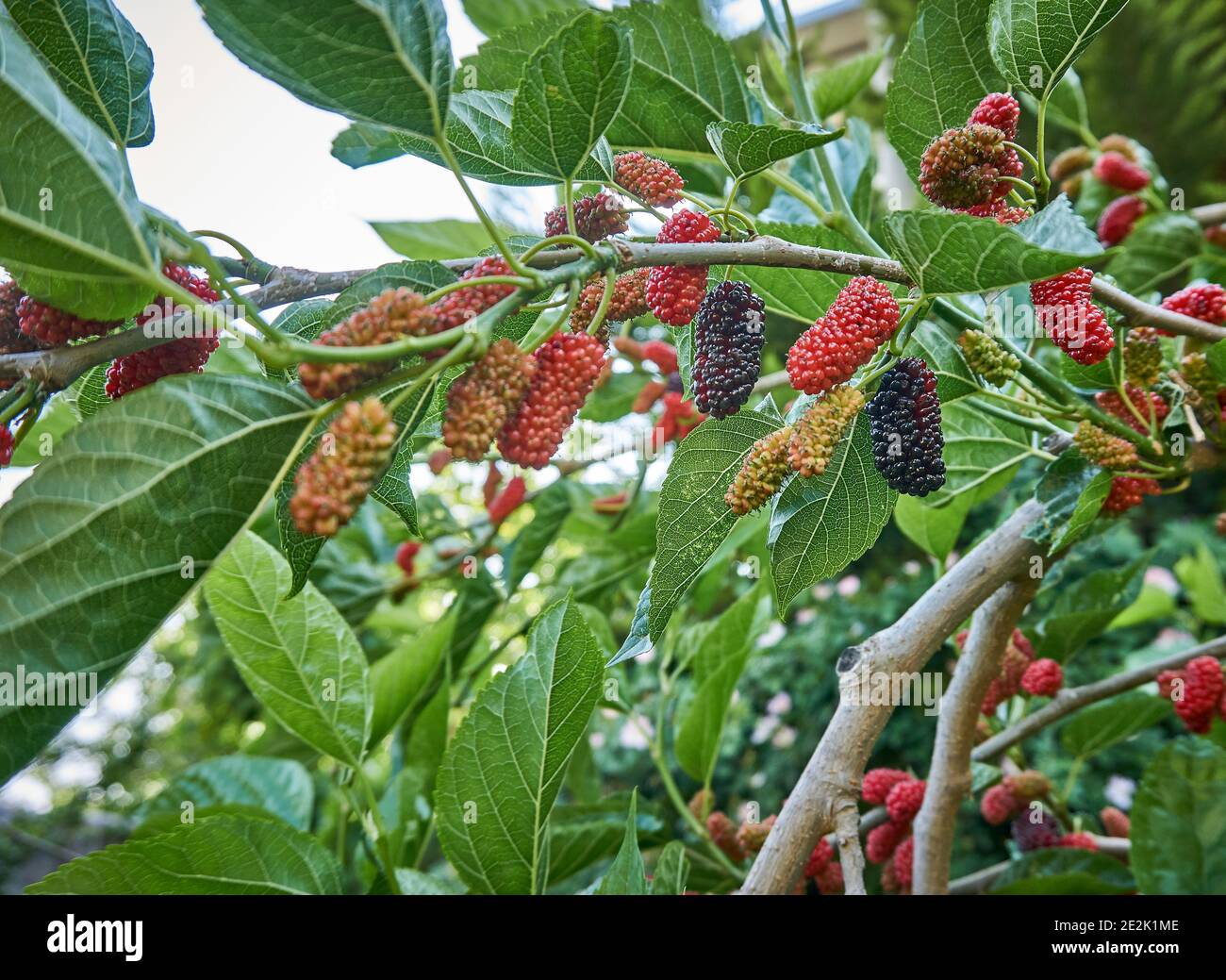 Fresh and organic mulberry fruits Stock Photo - Alamy