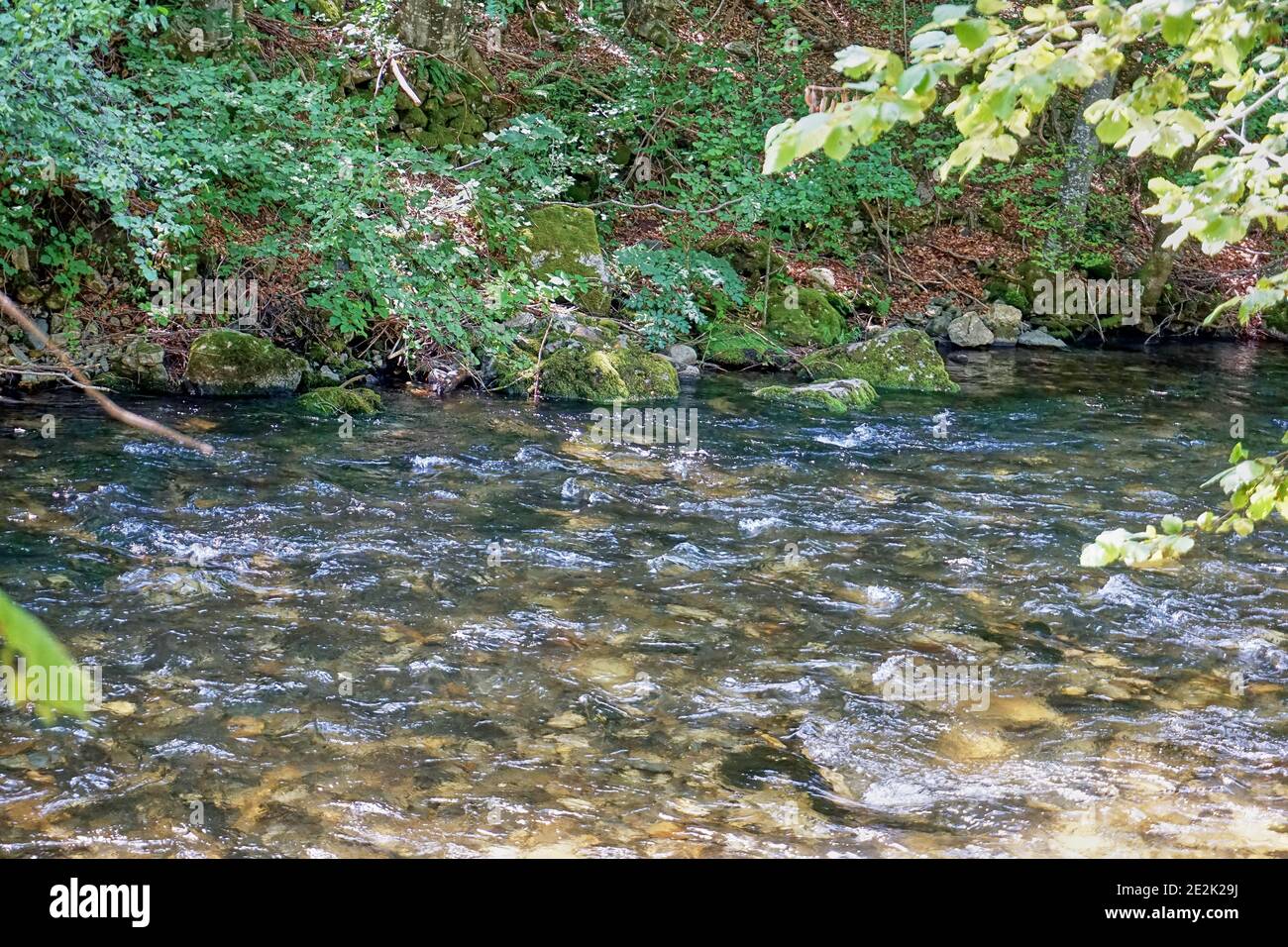 River flowing through the forest Stock Photo - Alamy