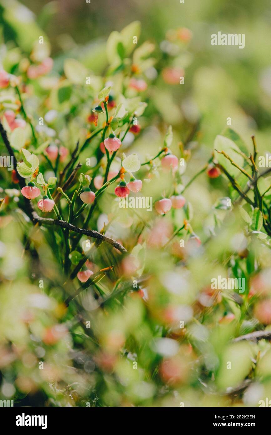 Vertical selective focus shot of blooming pink flowers on branches ...