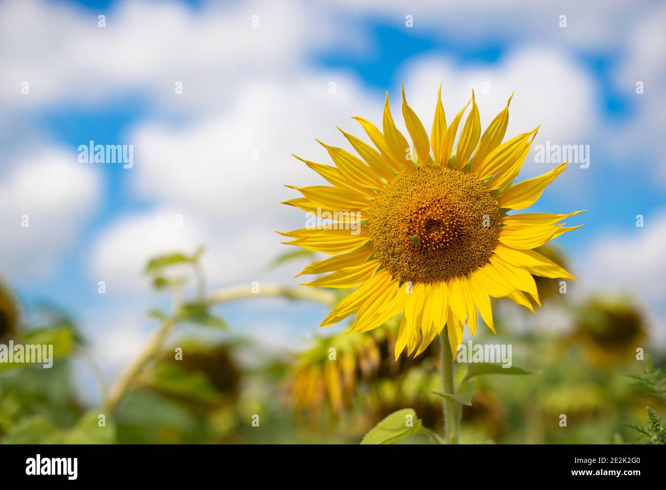 Nature field view with sunflower flowers Stock Photo - Alamy