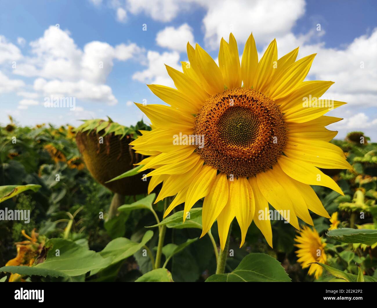 Nature field view with sunflower flowers Stock Photo - Alamy