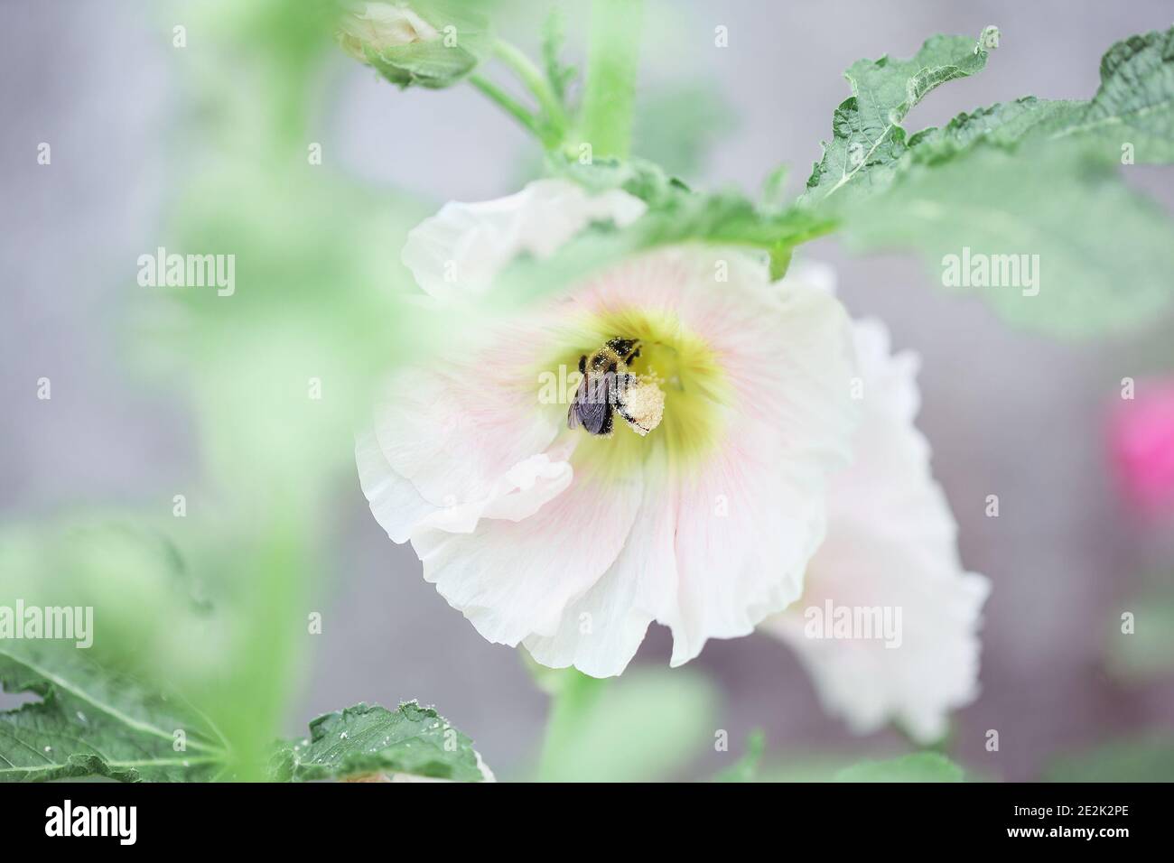 Bumble bee pollinating a beautiful old fashioned soft pink Hollyhock, Althaea rosea (Alcea rosea ...