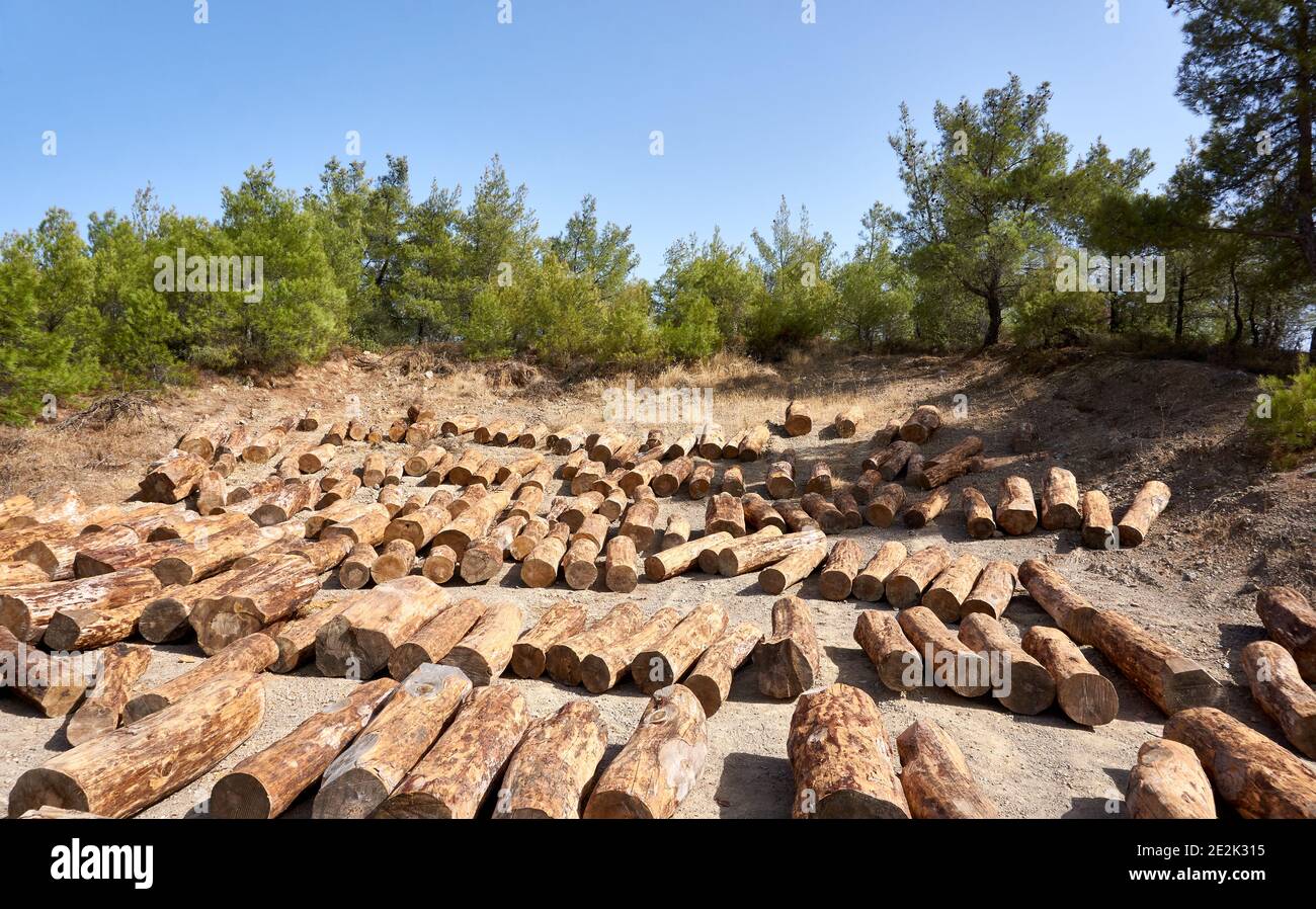 Stacks of tree log in nature Stock Photo - Alamy