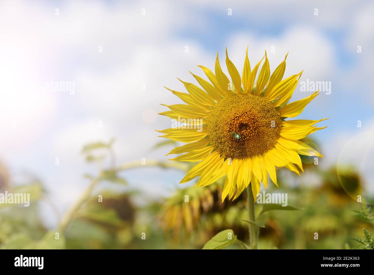 Nature field view with sunflower flowers Stock Photo - Alamy