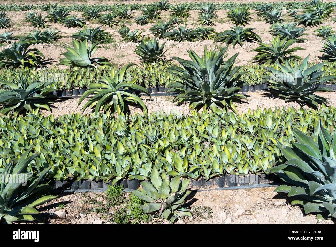 Leaves grow in rosettes hi-res stock photography and images - Alamy