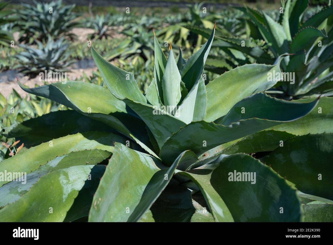 Large rosette of an agave large plant leaves growing in a field Stock ...