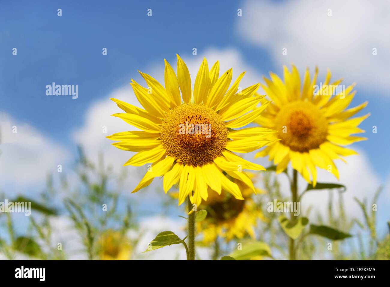 Nature field view with sunflower flowers Stock Photo - Alamy