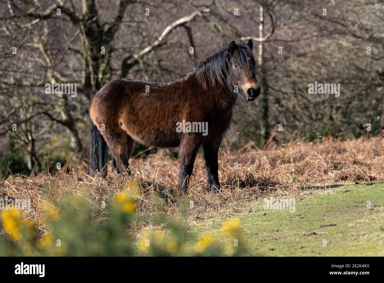 An Exmoor pony in Exmoor National Park, England Stock Photo - Alamy
