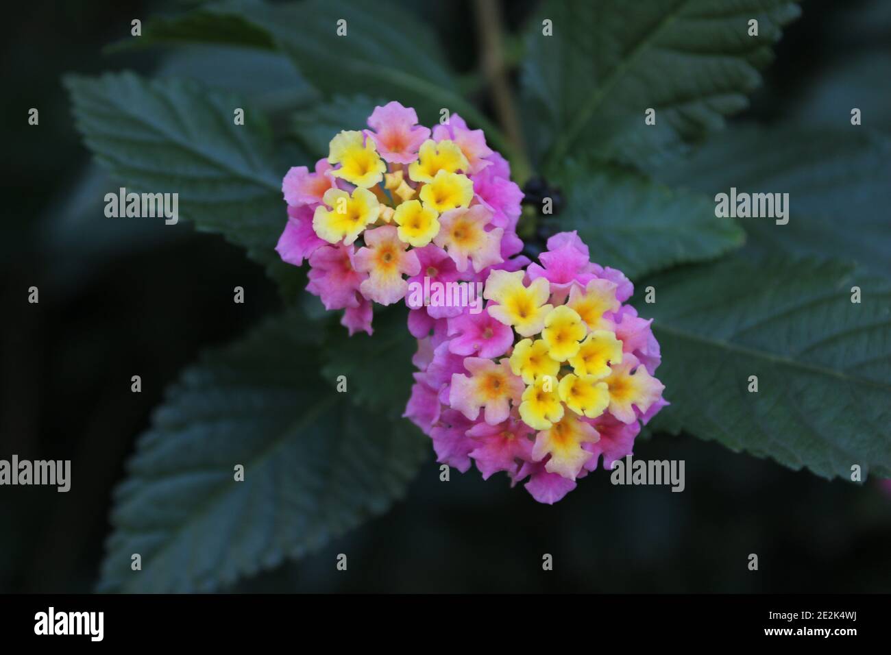 Pink and yellow verbena flower. Also known as vervain, american ...