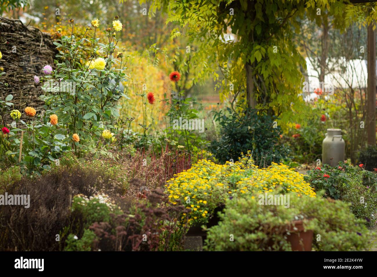 A beautiful Dutch garden with lots of colorful flowers, a fence with ...