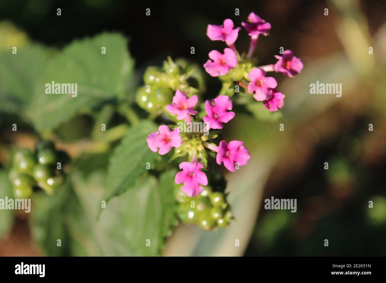 Pink flower petal. Also known as vervain, american germander flower ...