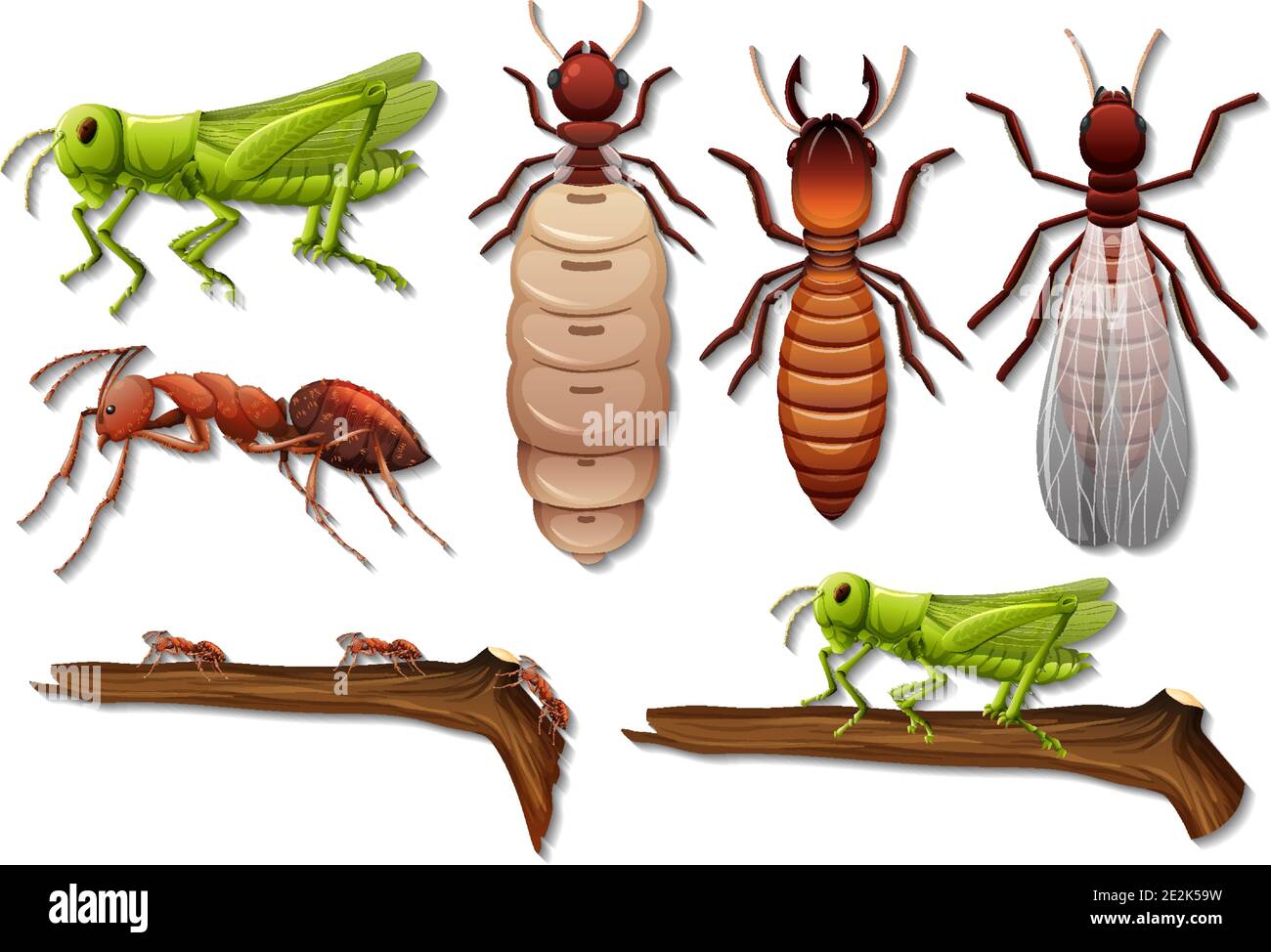 Set of different insects isolated on white background illustration ...