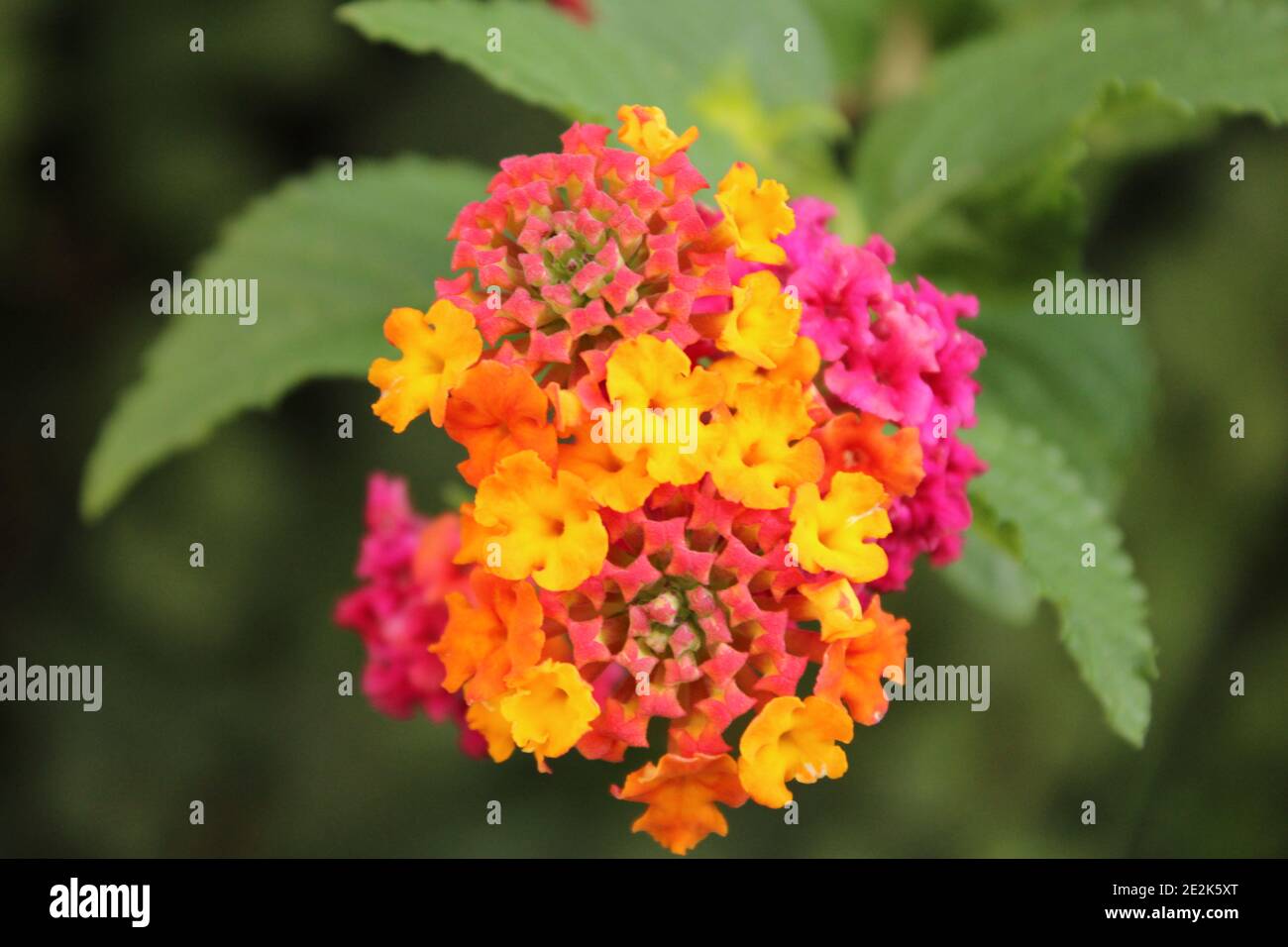 Pink and yellow verbena flower. Also known as vervain, american ...