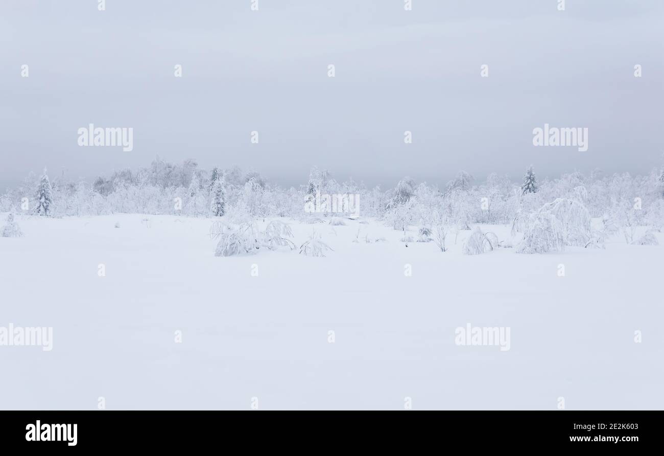 northern cold landscape - frozen forest tundra under deep snow in a ...