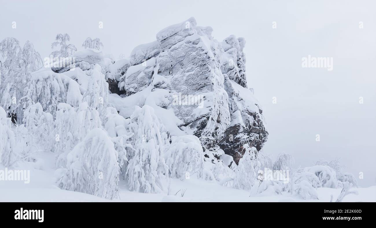 frozen cliff and trees with rime-covered branches after blizzard on the ...