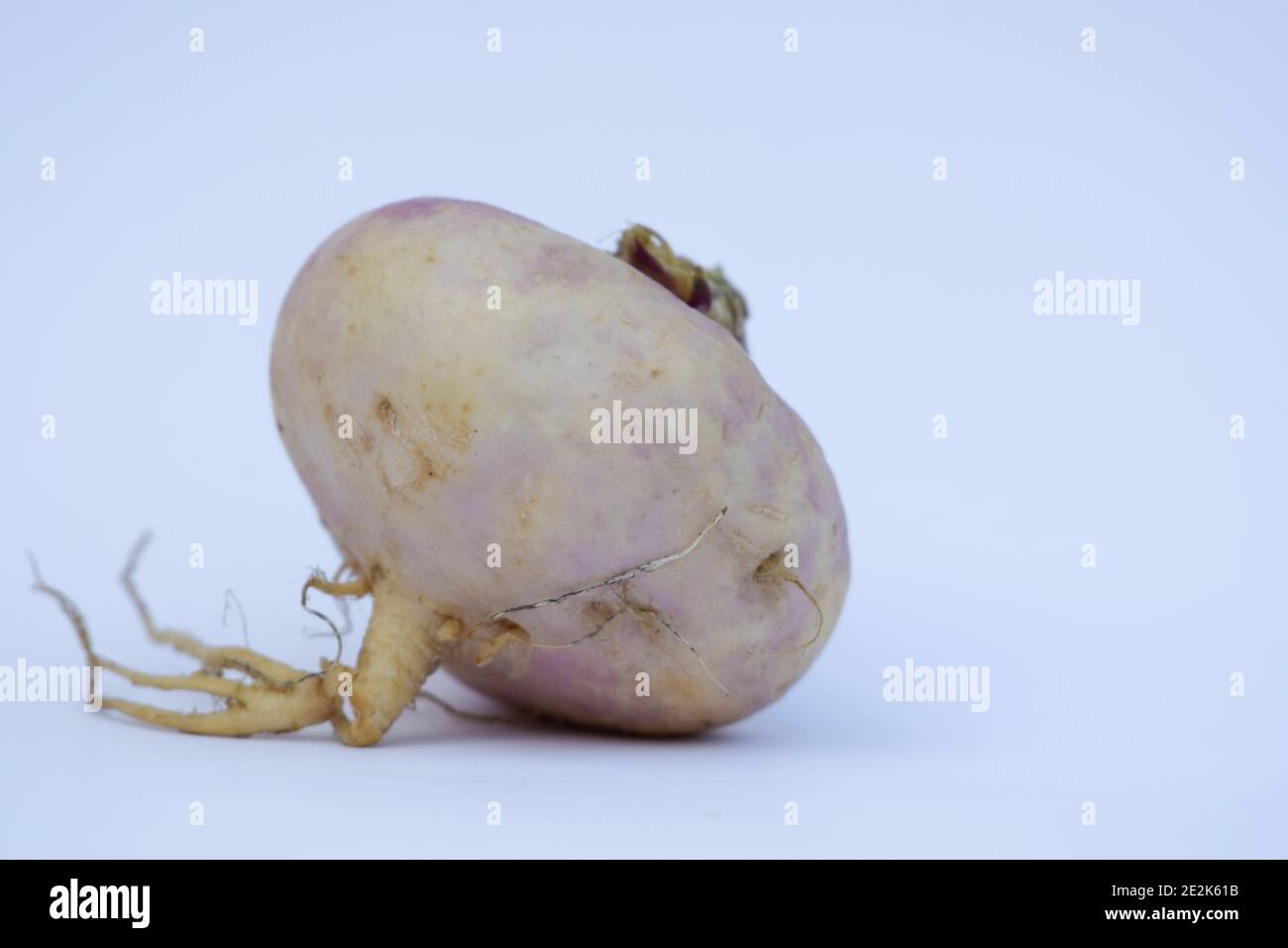 Turnip or brassica rapa Indian root vegetable light purple violet color ...