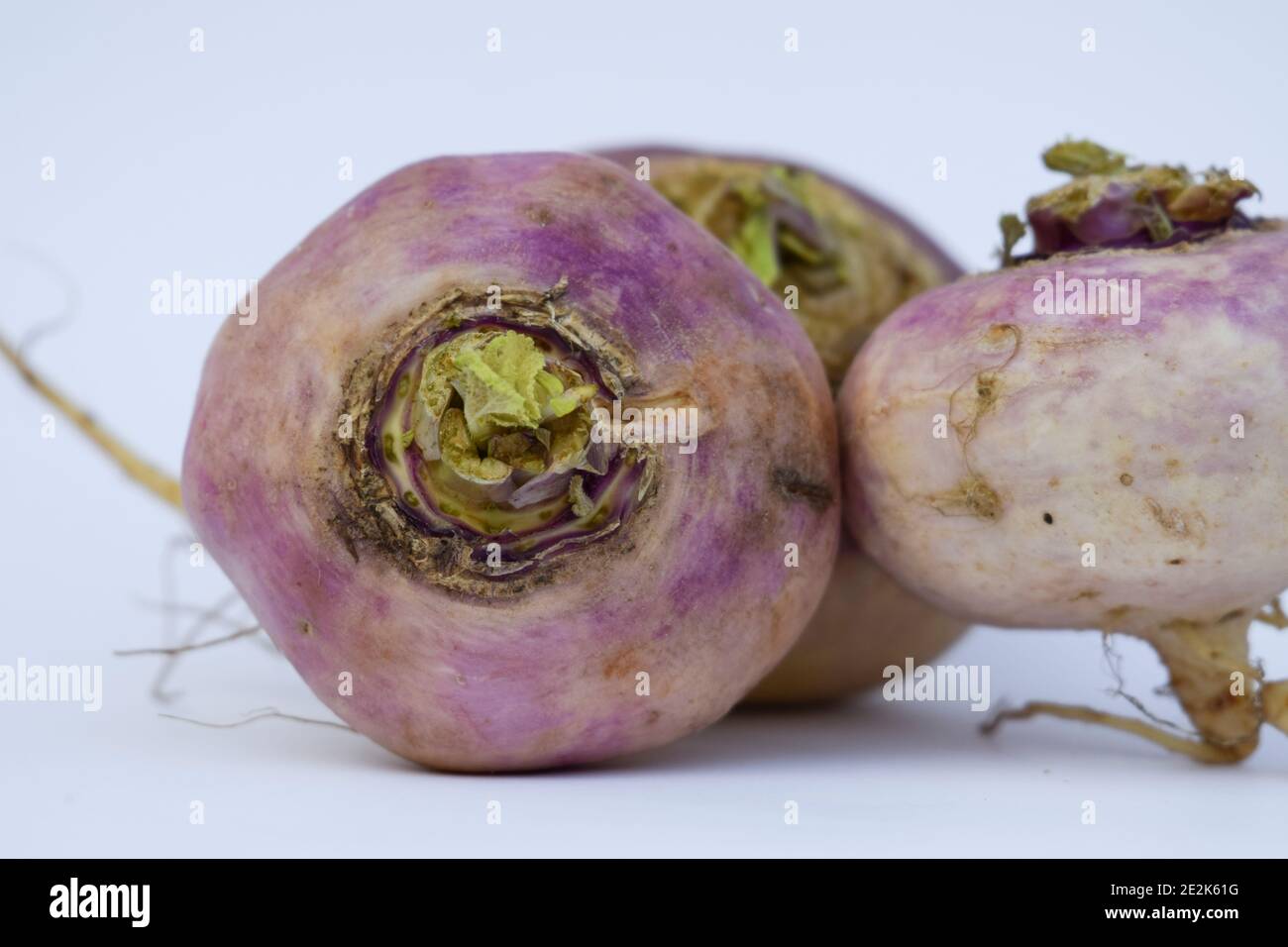 Turnip or brassica rapa Indian root vegetable light purple violet color ...