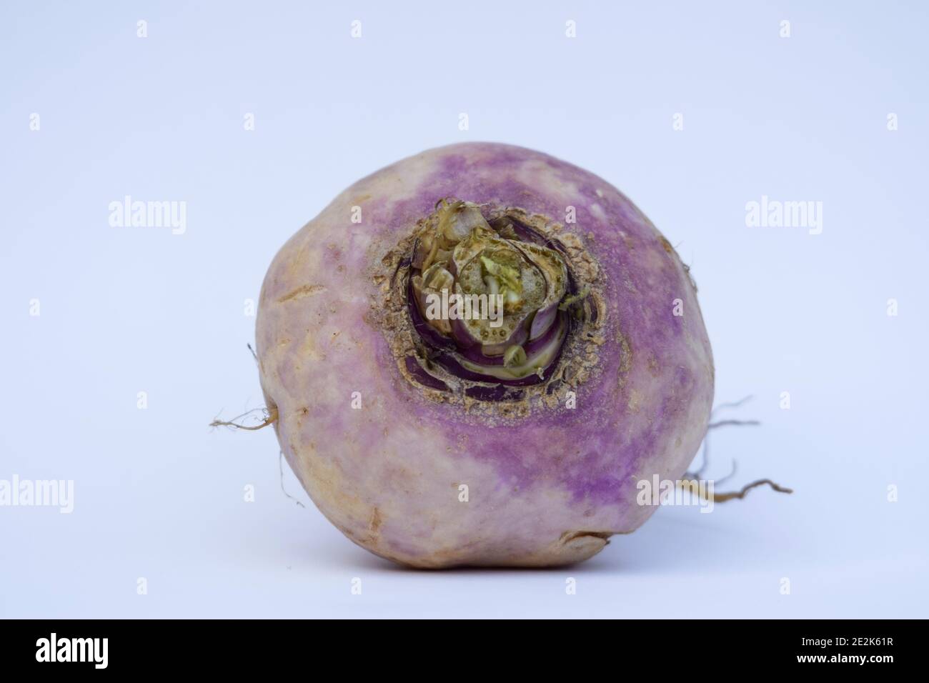 Turnip or brassica rapa Indian root vegetable light purple violet color ...