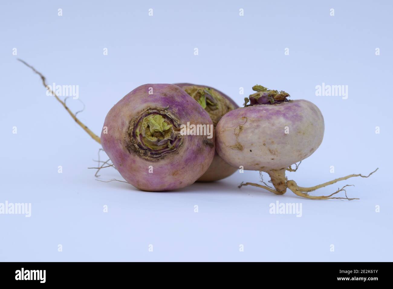 Turnip or brassica rapa Indian root vegetable light purple violet color ...