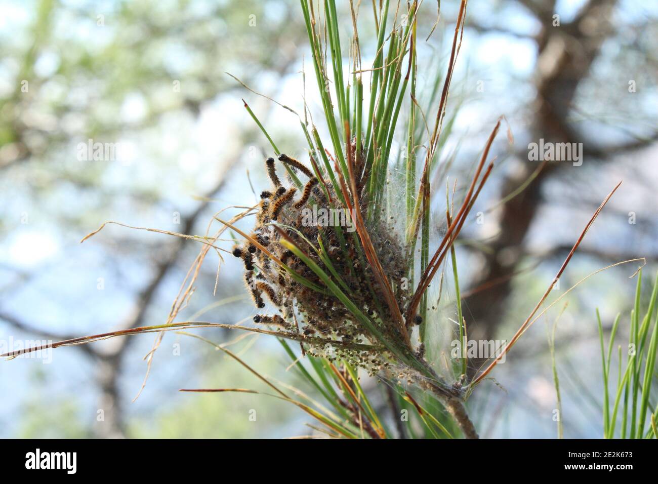 Larvae on the branch of a pine tree Stock Photo - Alamy