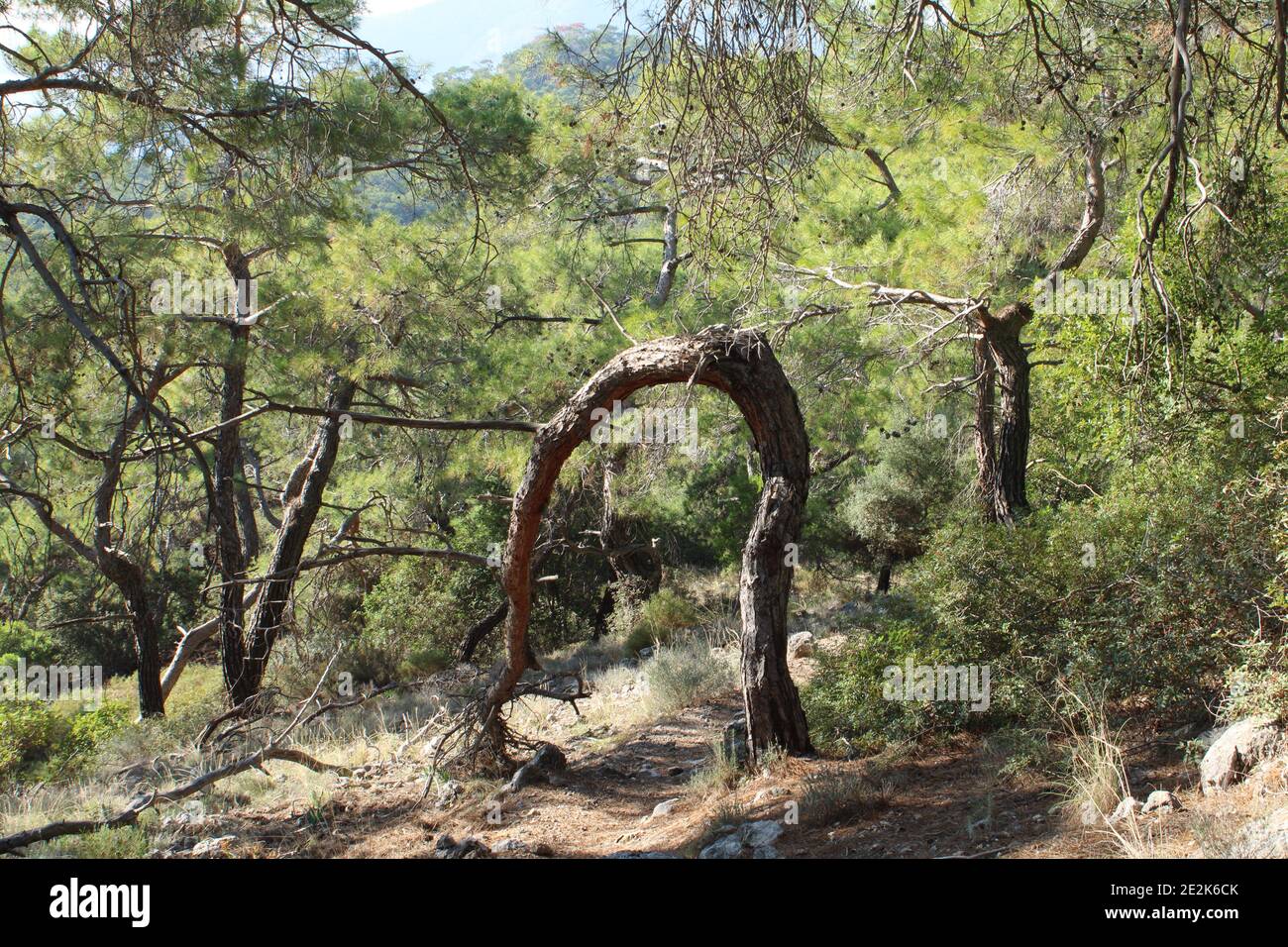 Bended tree hi-res stock photography and images - Alamy