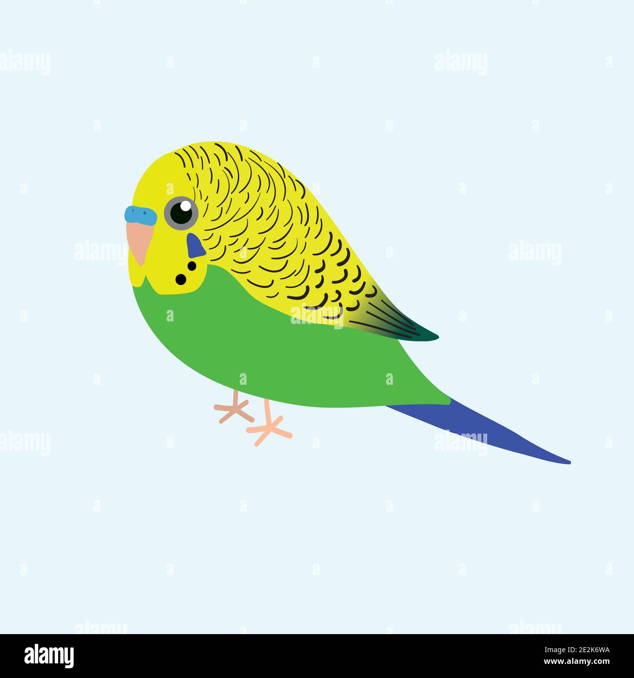 Budgie Birds Images Clipart