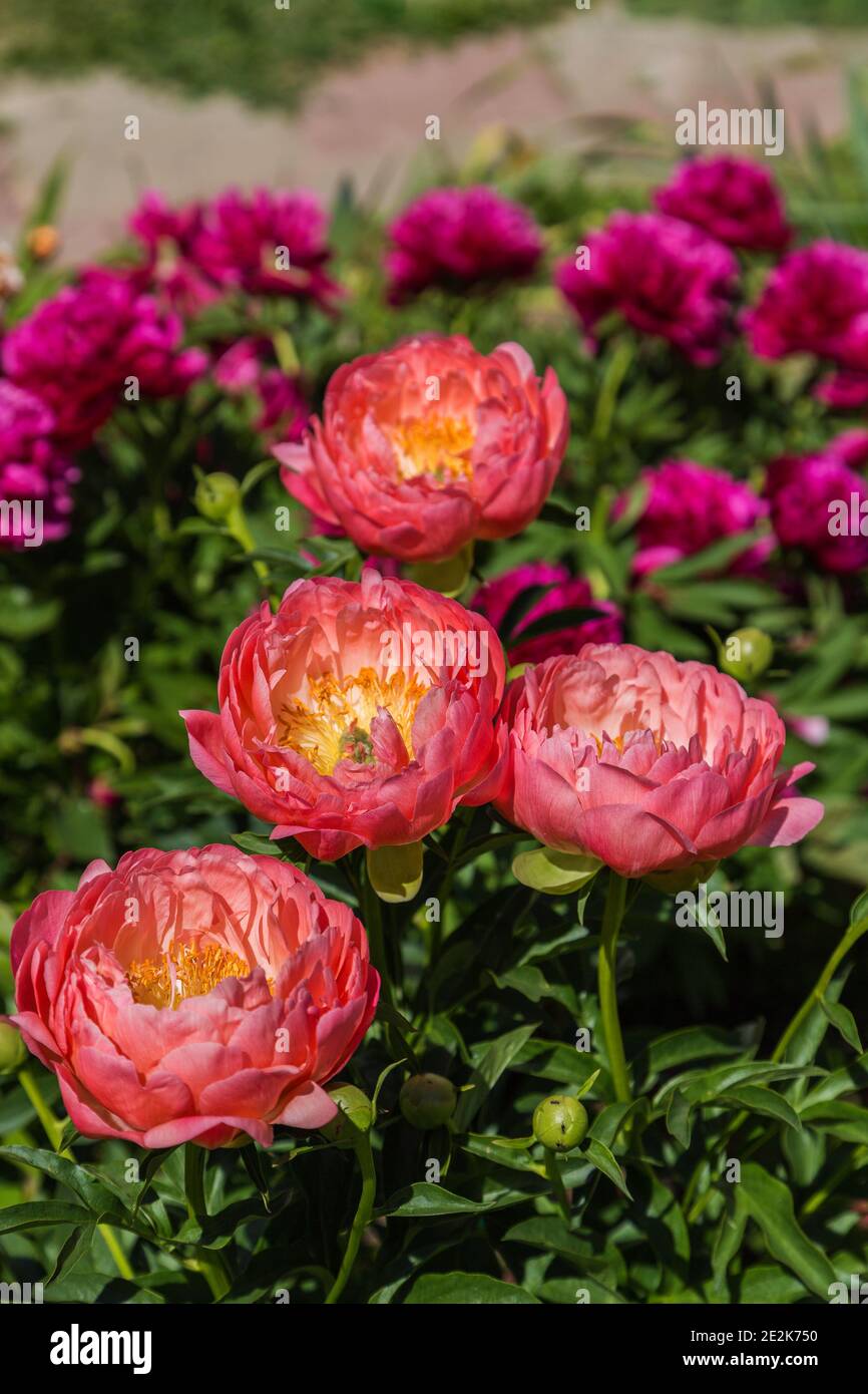 Peony Coral Charm High Resolution Stock Photography and Images - Alamy