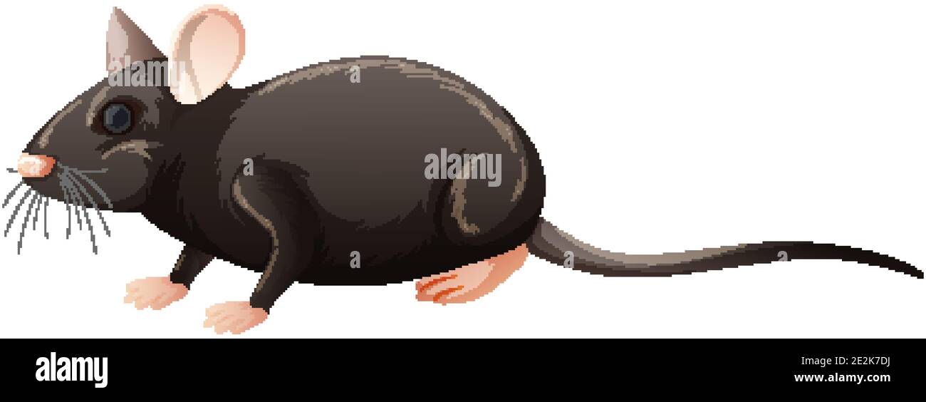 Isolated mouse on white background illustration Stock Vector Image ...