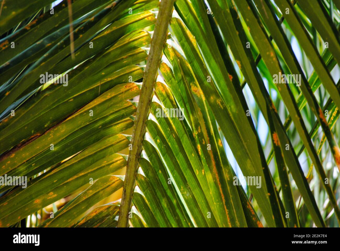 Palm tree leaf background Stock Photo - Alamy