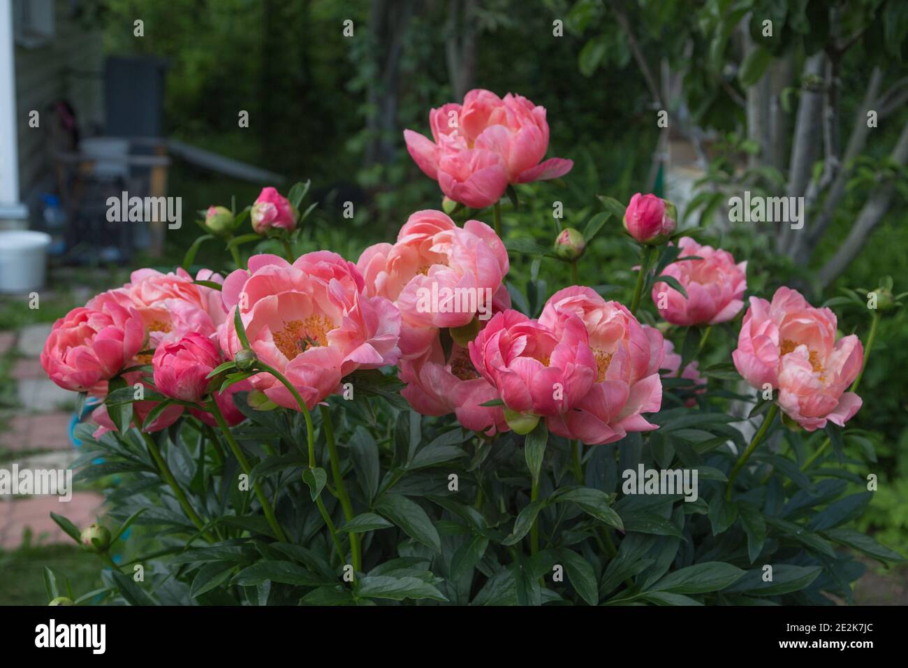 Coral yellow flowers hi-res stock photography and images - Alamy