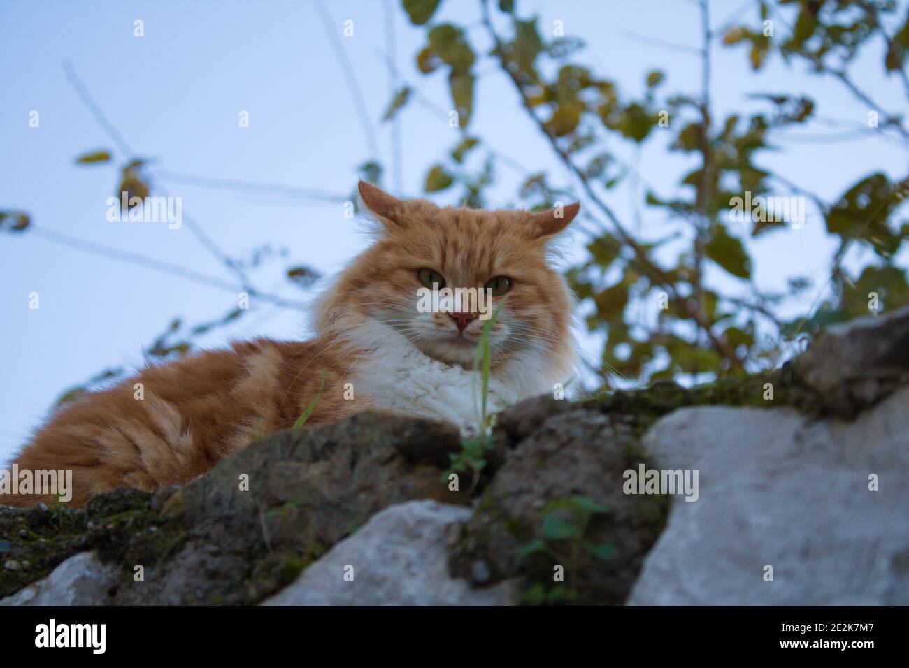 An orange tabby stray cat is sunbathing on the wall Stock Photo - Alamy