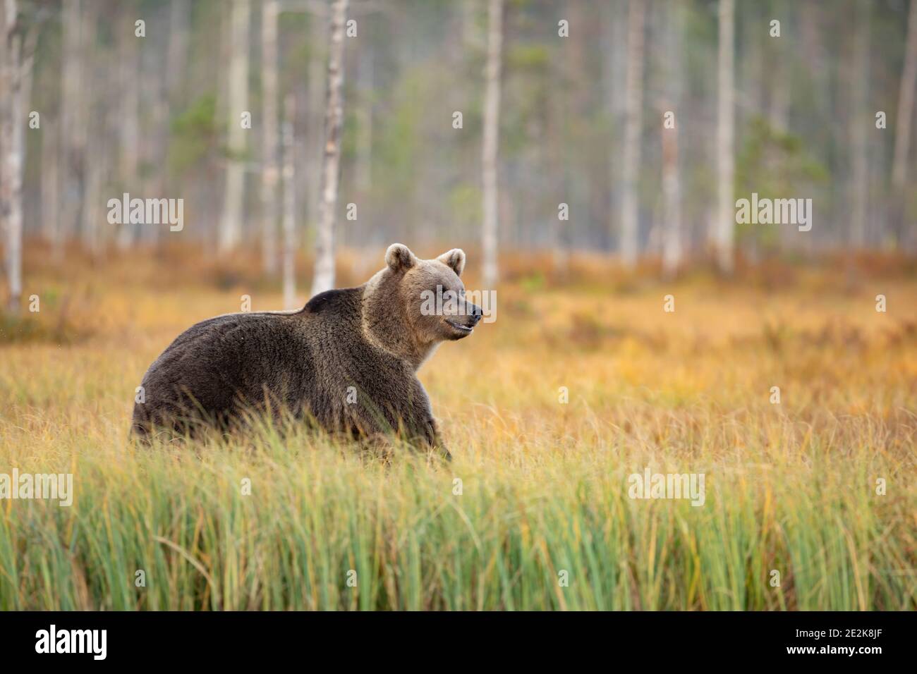 Brown bear in the nature habitat of Finland, finland wildlife, rare ...