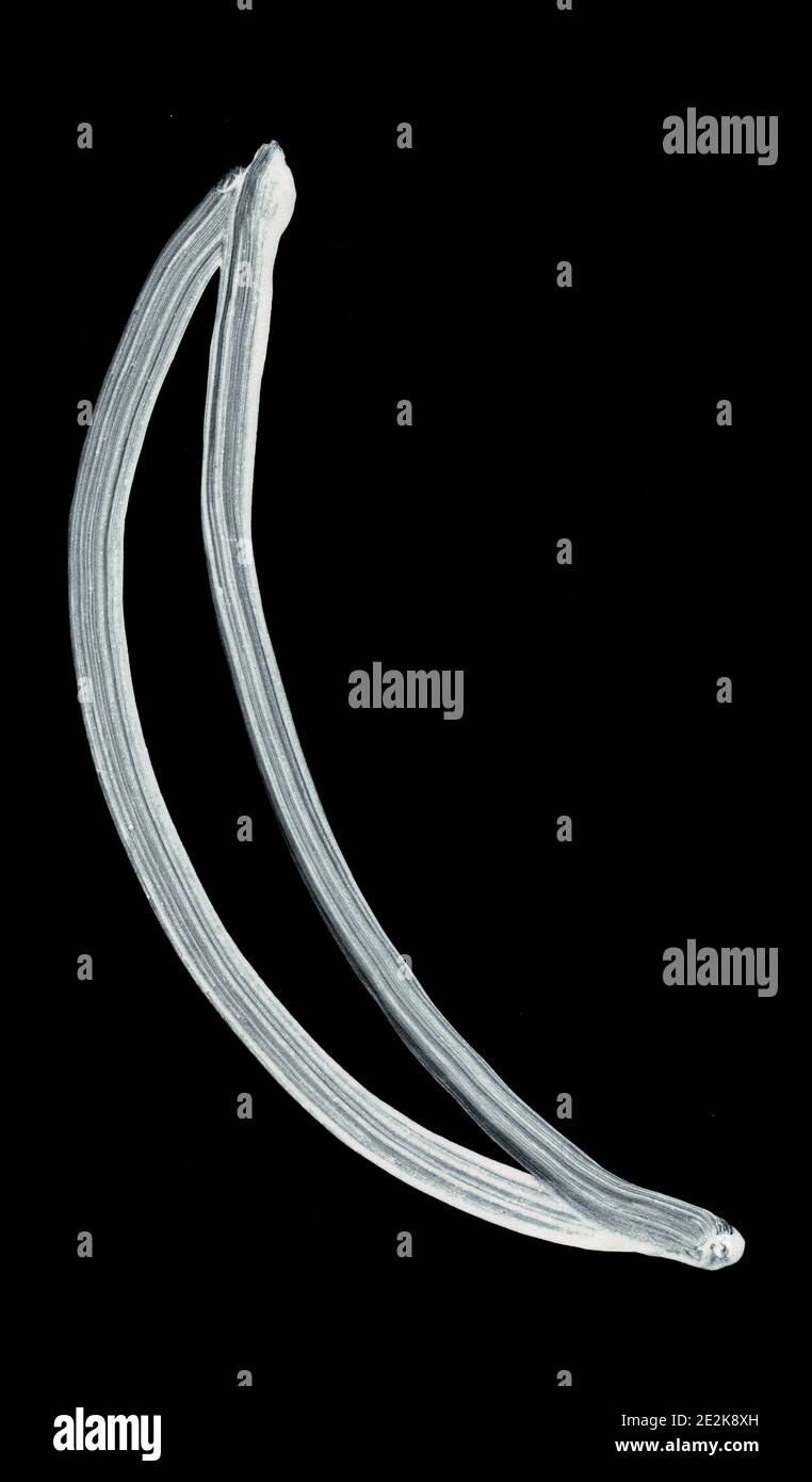 Alchemical Symbols Silver Two Inverted Stock Photo - Alamy