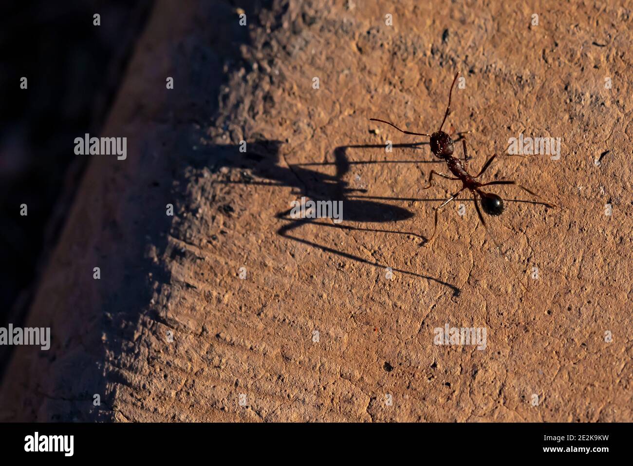 Ant and shadow on a sidewalk at Tumacacori National Historical Park ...