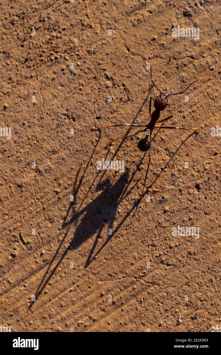Ant and shadow on a sidewalk at Tumacacori National Historical Park ...