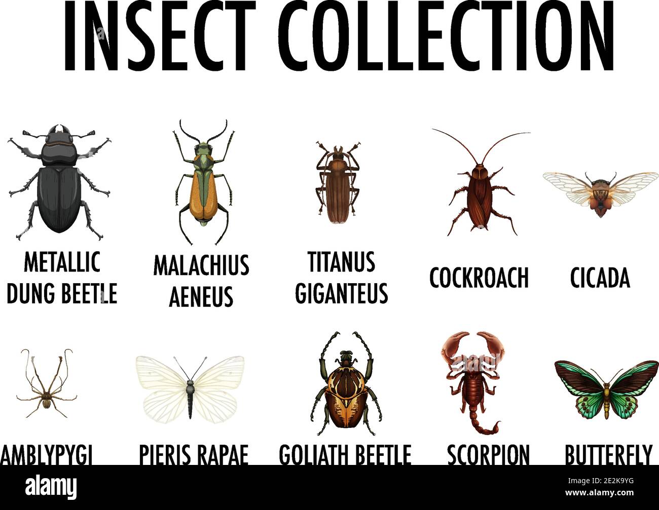Entomology list of insect collection illustration Stock Vector Image ...