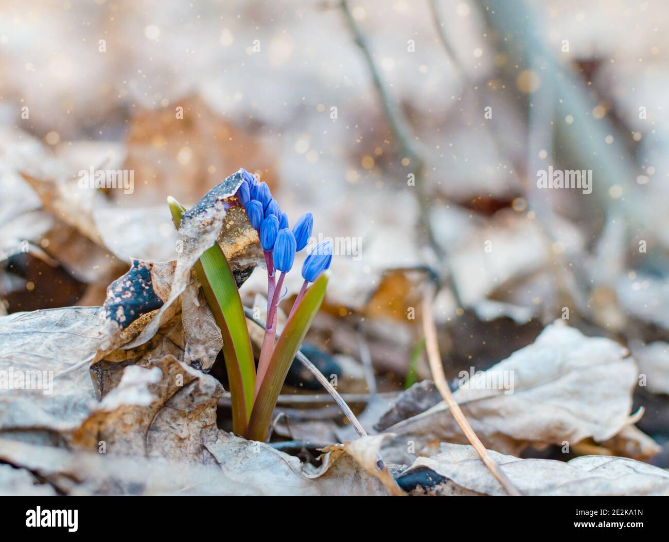 blue snowdrop flowers in the forest on a background of dry leaves ...
