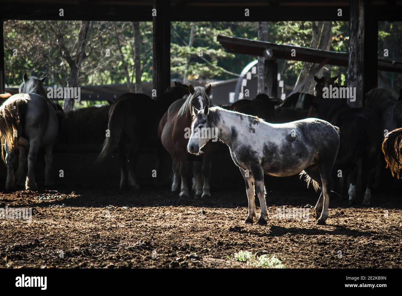 Scenery of the stables on the ranch in the morning with horses Stock ...