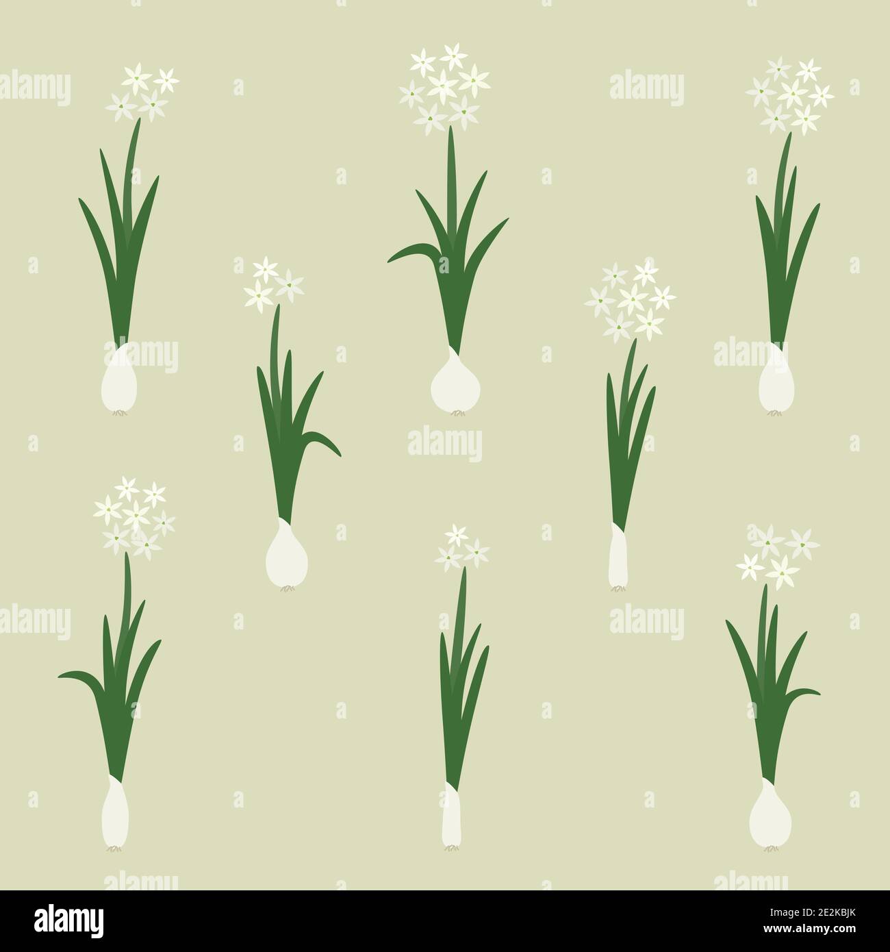 Blooming onion - vector illustration Stock Vector Image & Art - Alamy