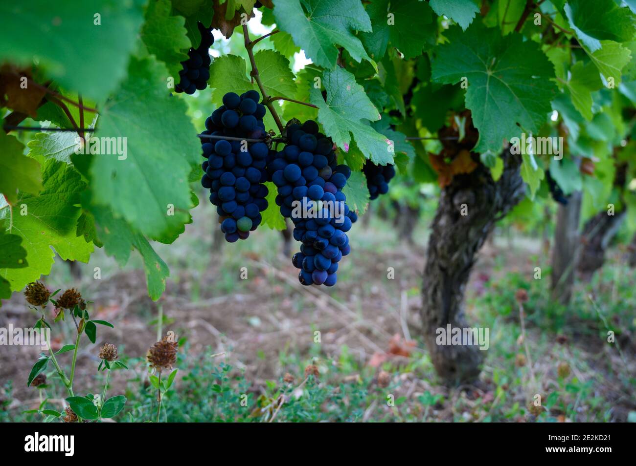 Trousseau grape hi-res stock photography and images - Alamy