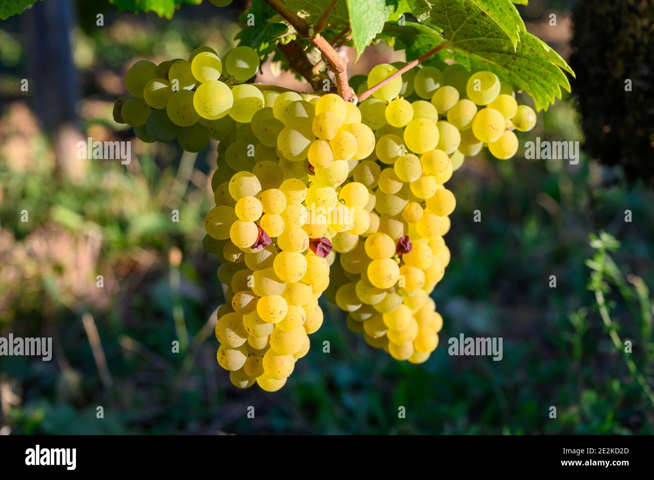 Green vineyards located on hills of Jura French region, white savagnin ...