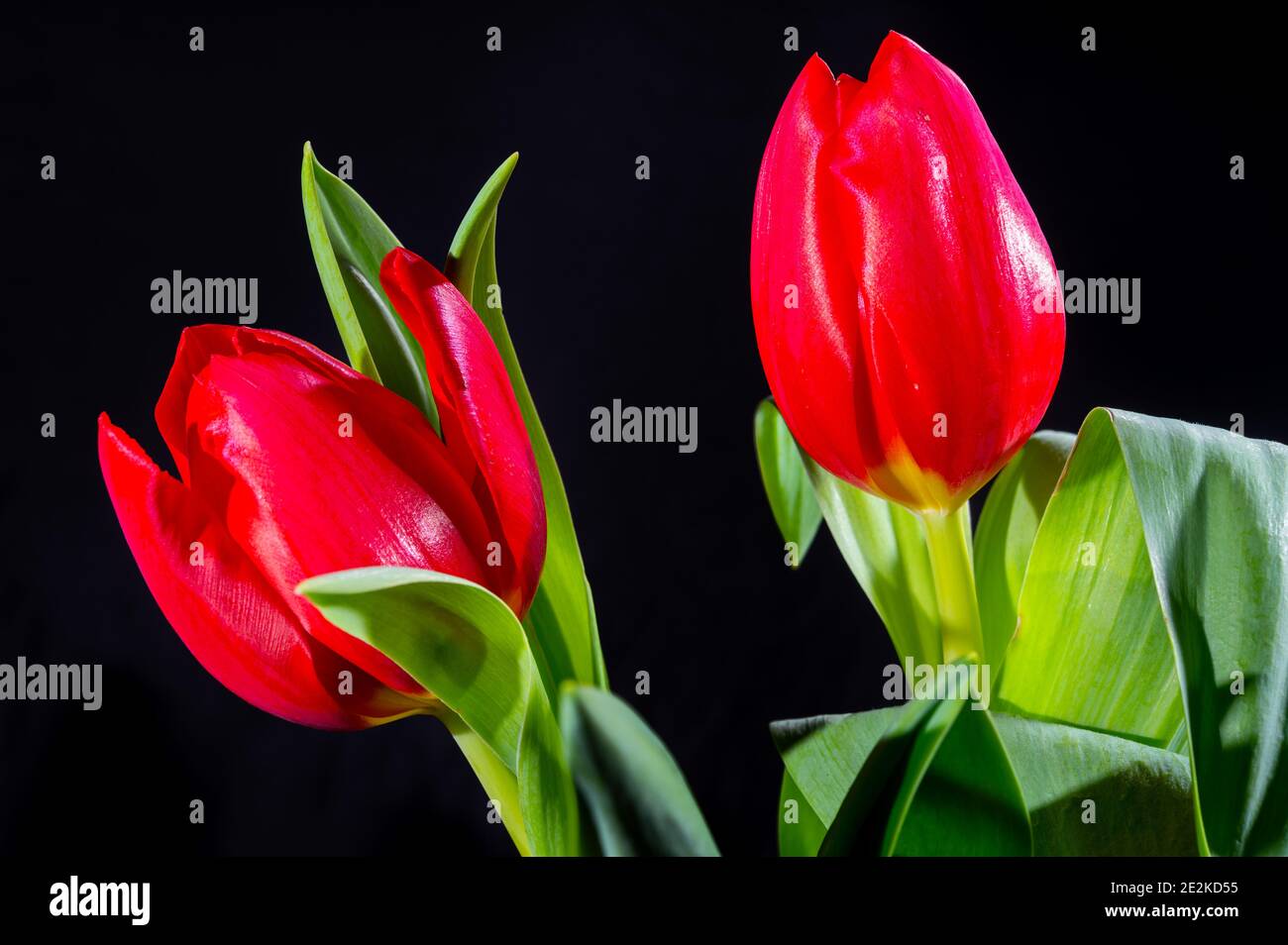 Big red dutch escape tulip flower close up on black background Stock ...