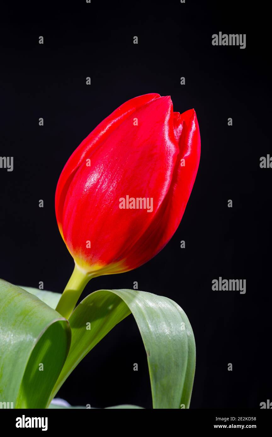 Big red dutch escape tulip flower close up on black background Stock ...