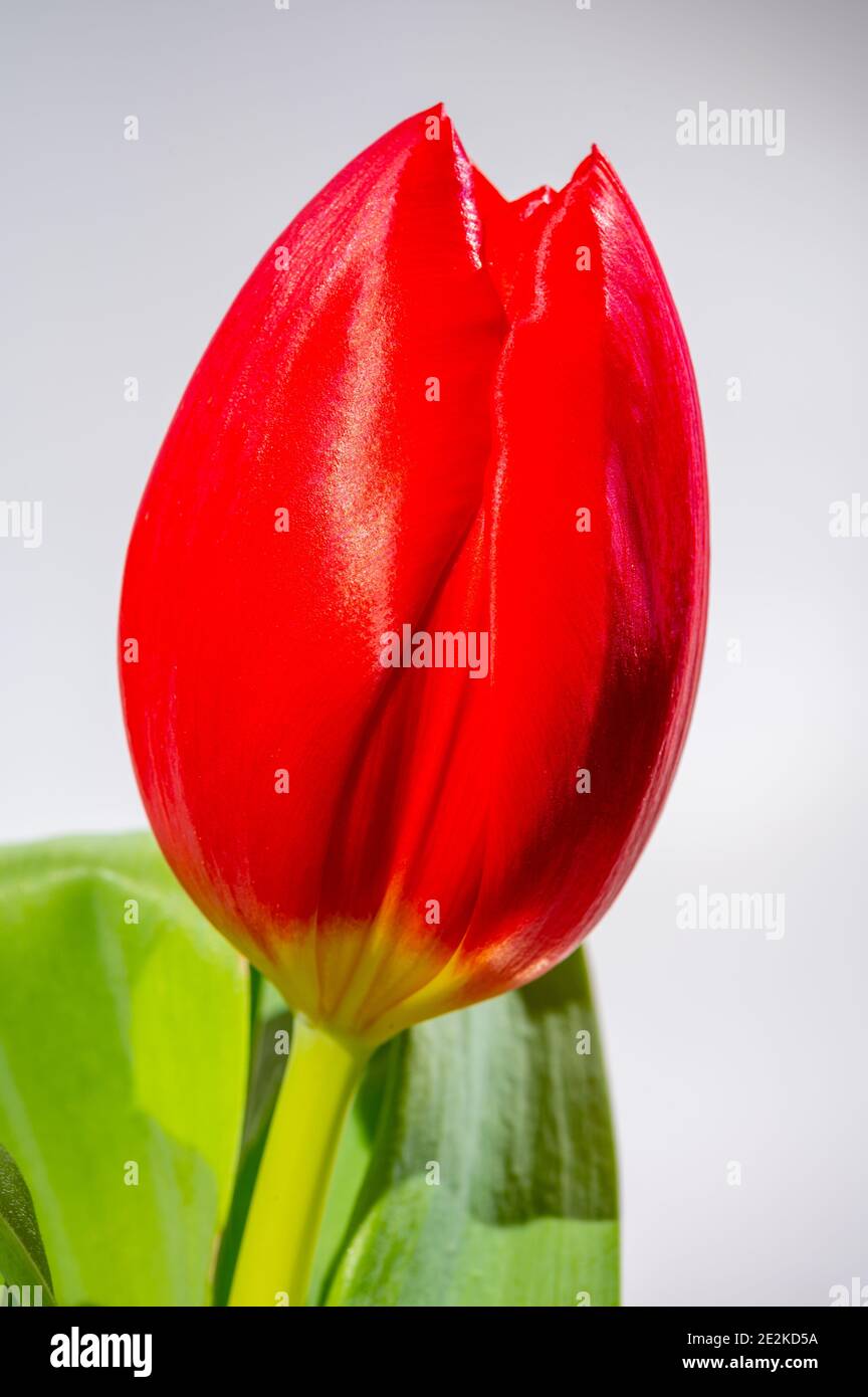 Big red dutch escape tulip flower close up on white background Stock ...