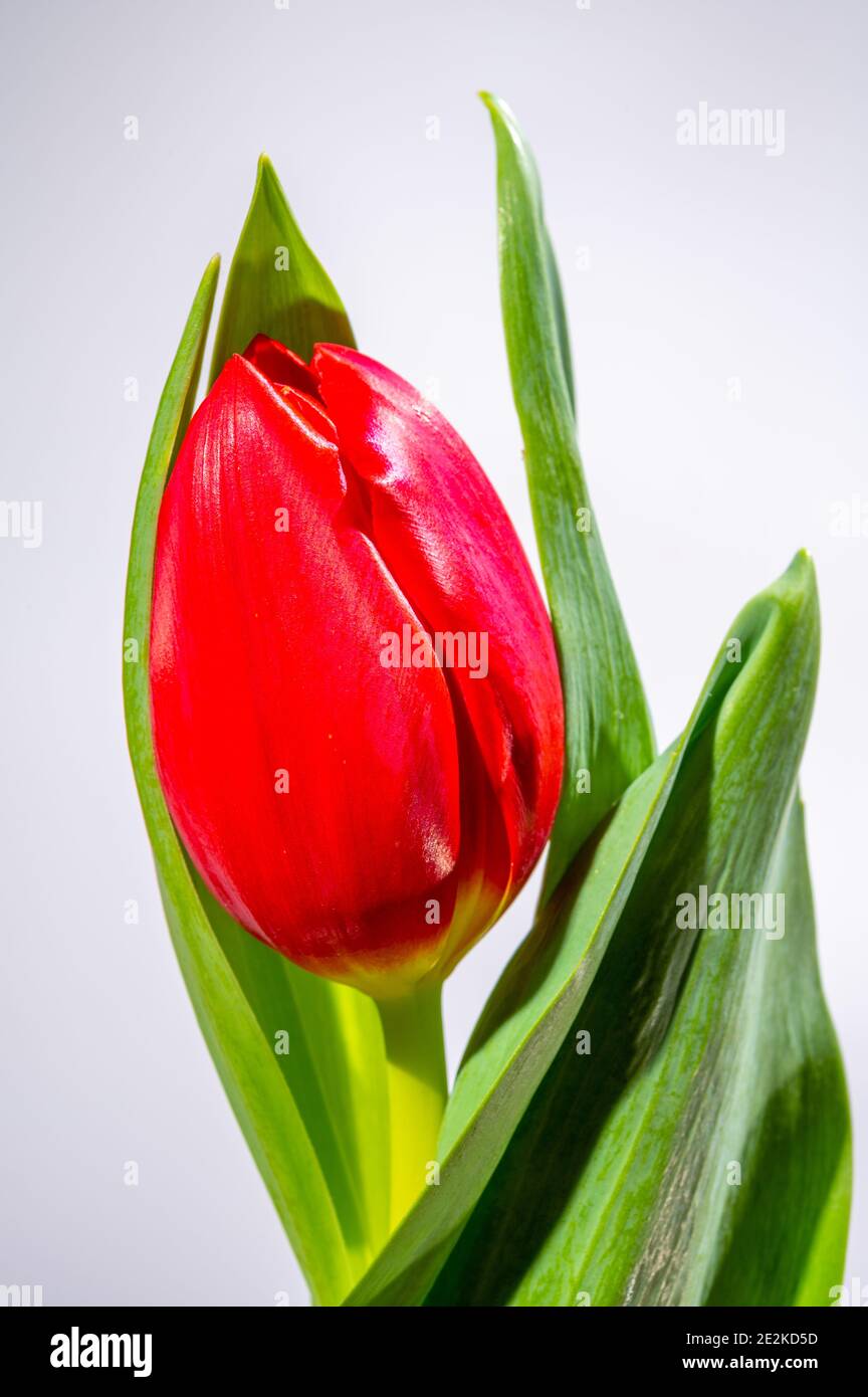 Big red dutch escape tulip flower close up on white background Stock ...
