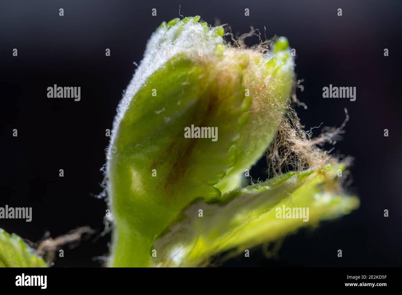 Botanical collection, reproduction of vine cuttings, young green shoot ...