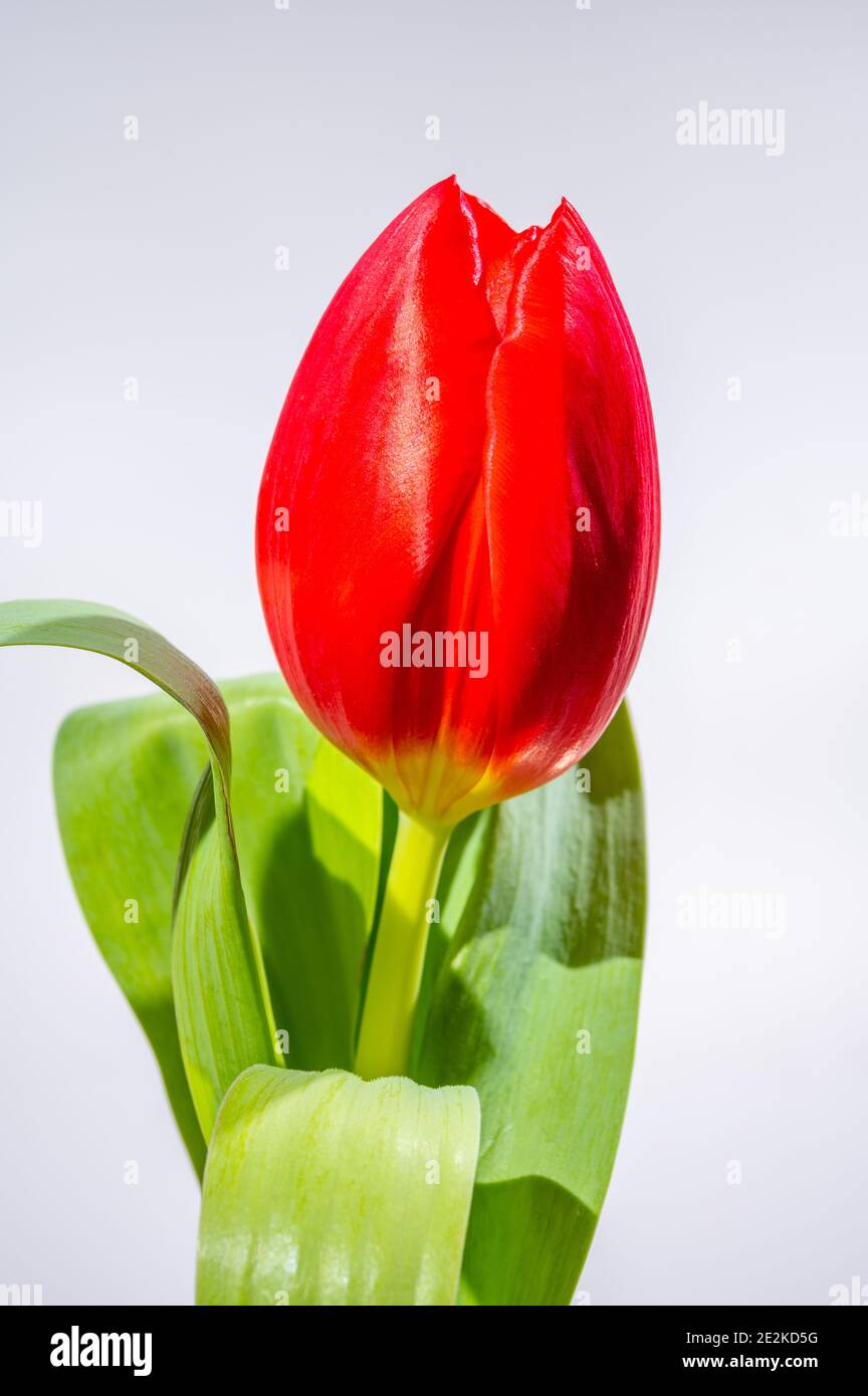 Big red dutch escape tulip flower close up on white background Stock ...